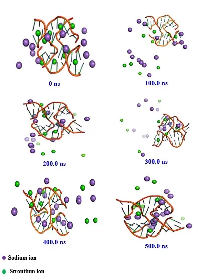 Site Selective Ion Binding Effect on Conformation of DNA Holliday ...